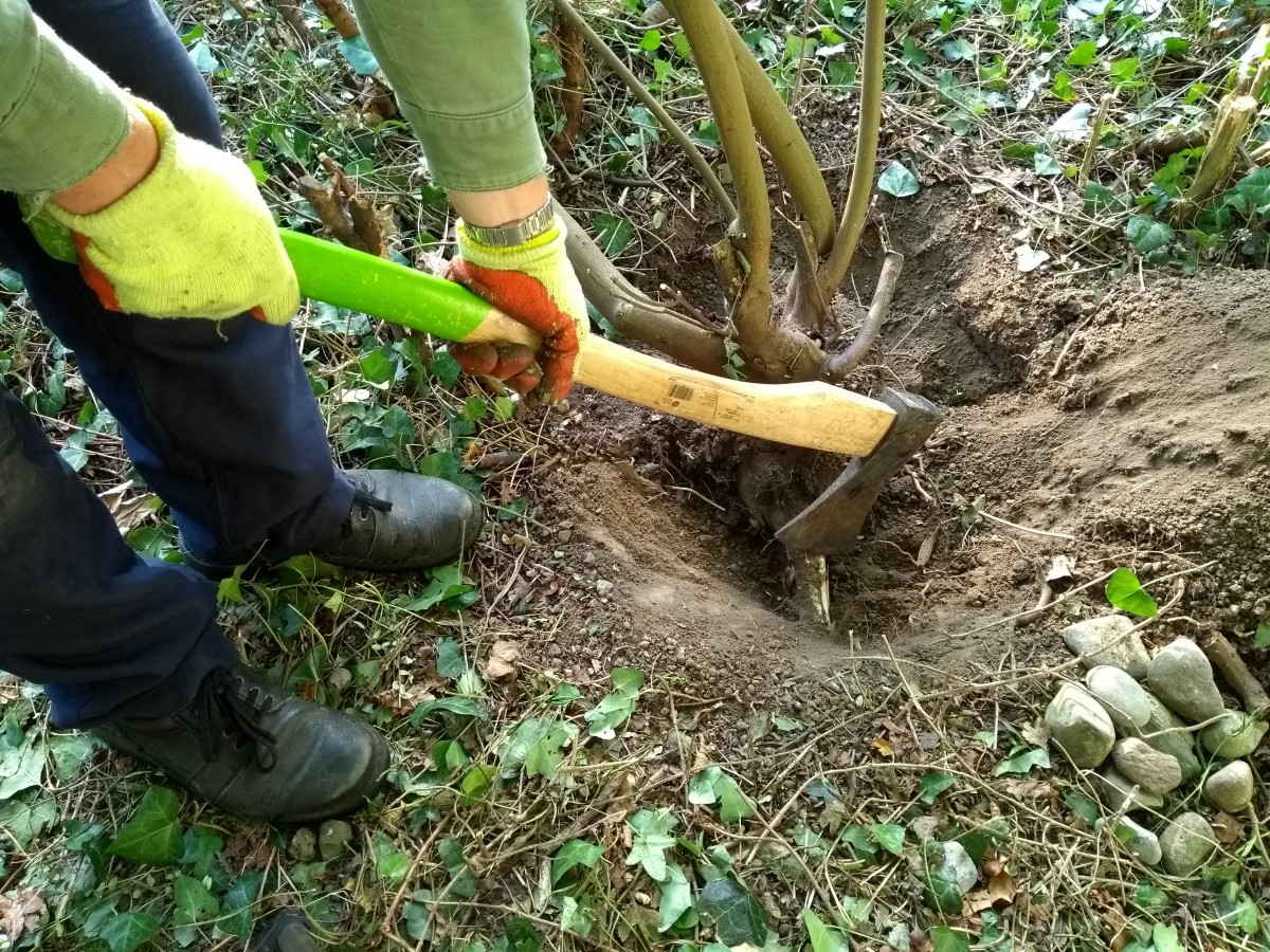 Tree Cutting Malaysia – Experienced Professional Tree Cutters & Removers
