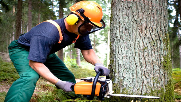 Tree Cutting Malaysia – Experienced Professional Tree Cutters & Removers